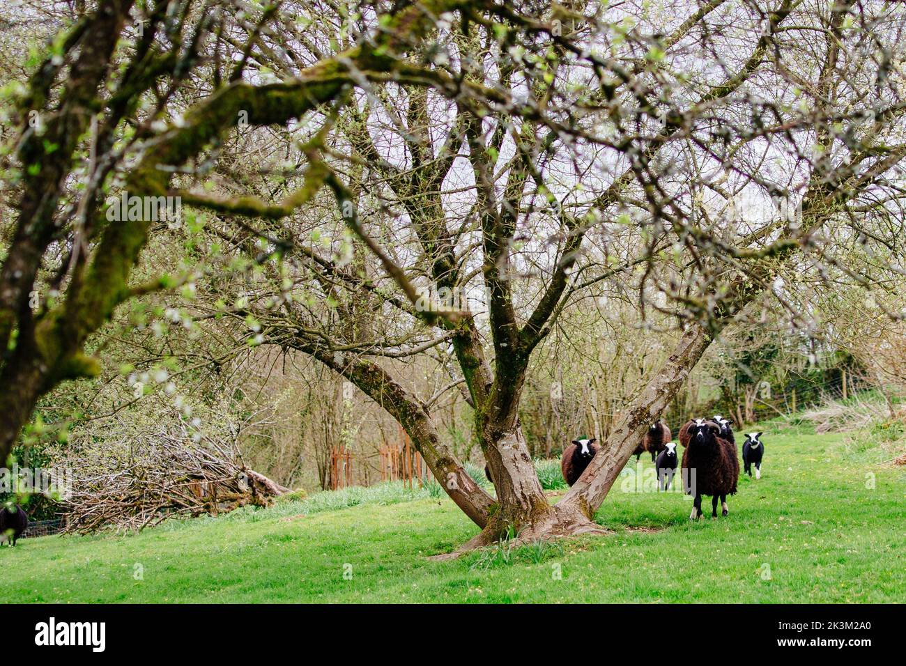 A group of Balwen sheep in a garden with trees Stock Photo - Alamy