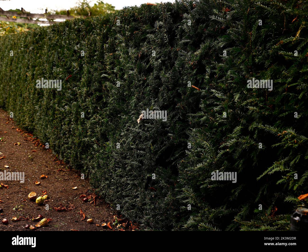 Close up of a formal trimmed evergreen garden hedge of the conifer tree ...