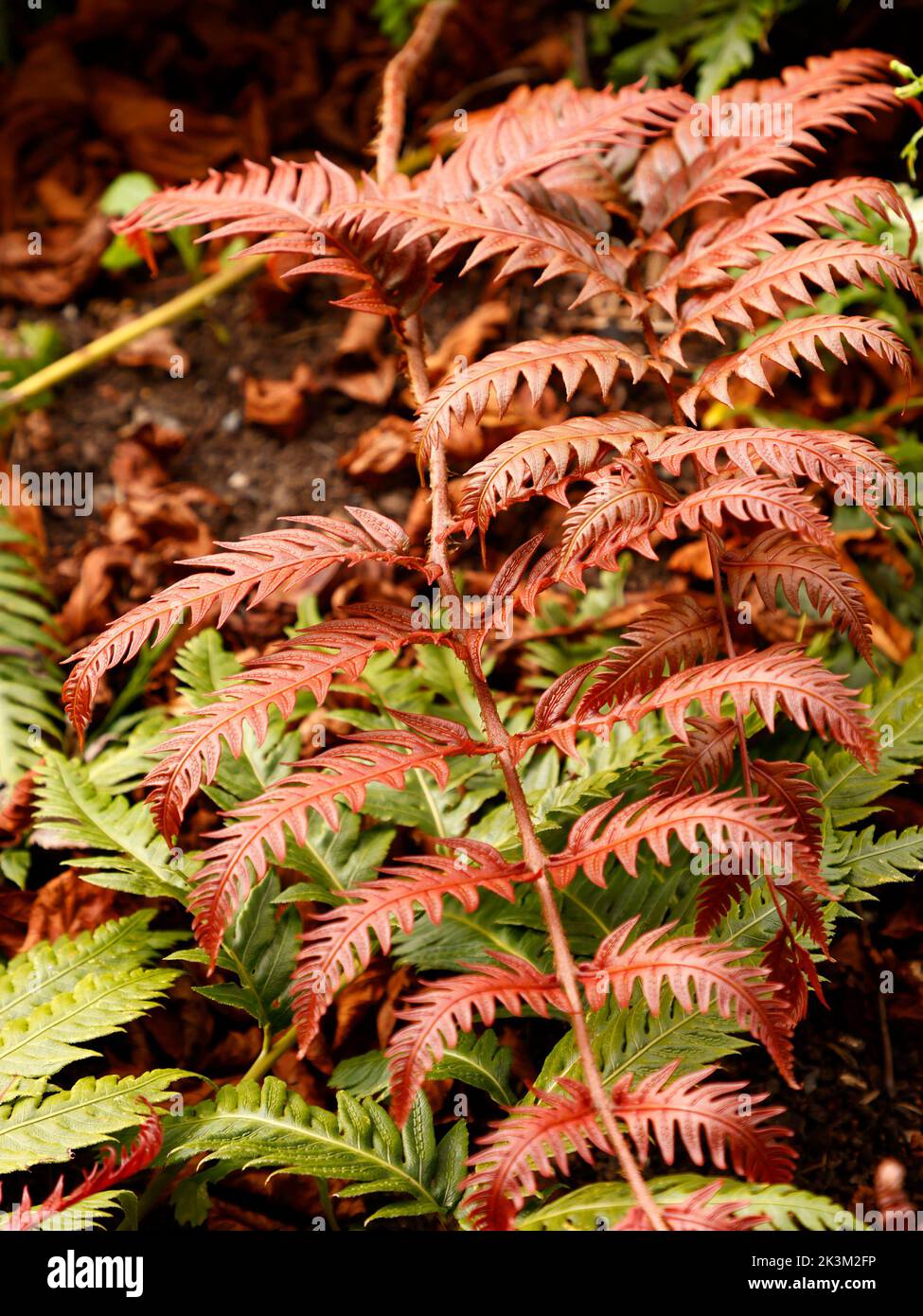 Jewelled chain fern hi-res stock photography and images - Alamy
