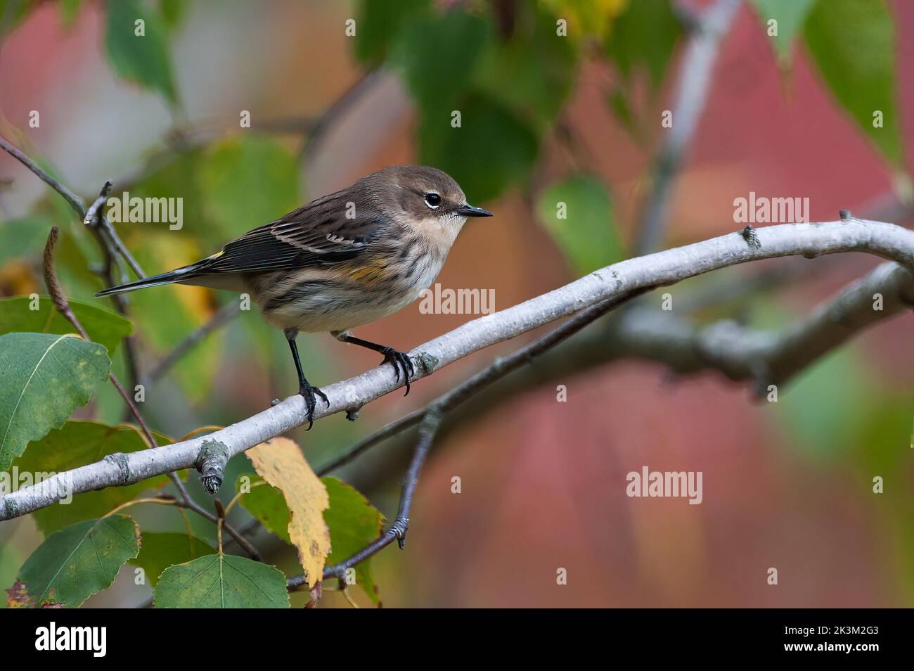 Yellow-rumped warbler during fall migration Stock Photo - Alamy