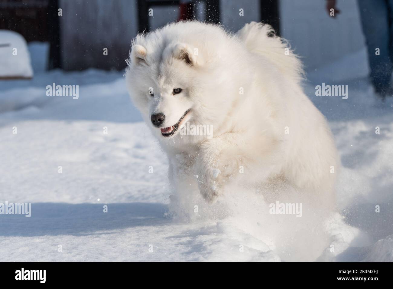 Samoyed white dog is running on snow outside Stock Photo - Alamy