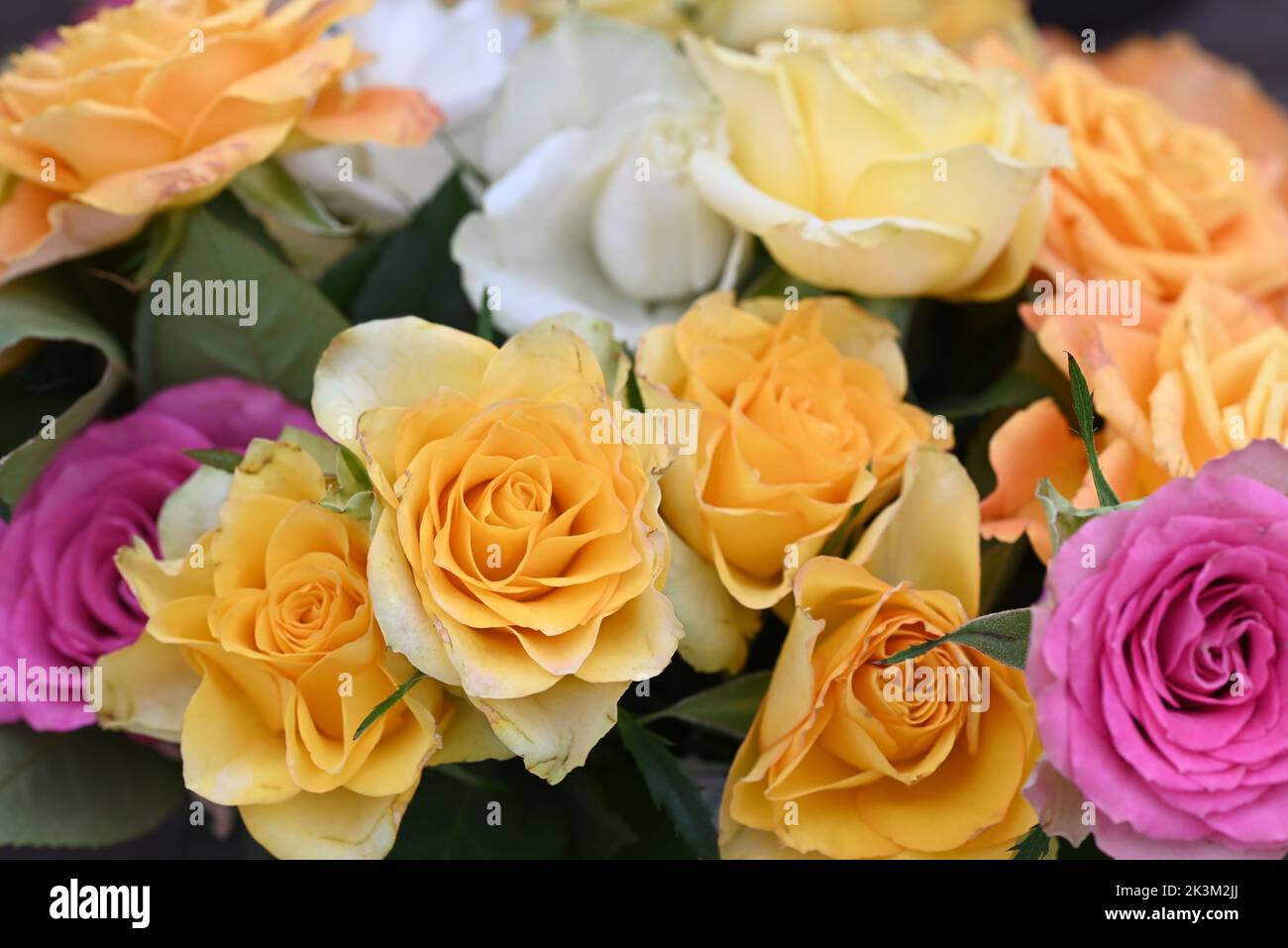 Mixed colour roses hi-res stock photography and images - Alamy