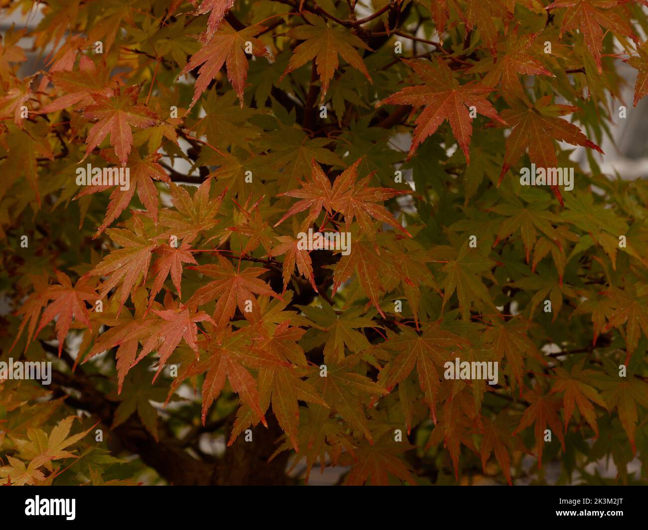 Close up of orange red leaves of Acer palmatum seen in the UK i n late ...
