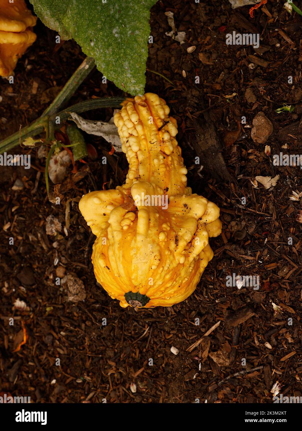 Close up of an orange warty ornamental gourd Cucurbita pepo in a pear ...