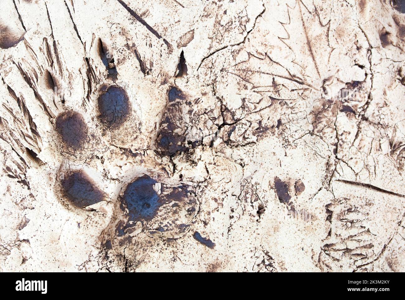 La Garganta, Spain - Nov 21th, 2020: Wolf trails printed over plaster ...