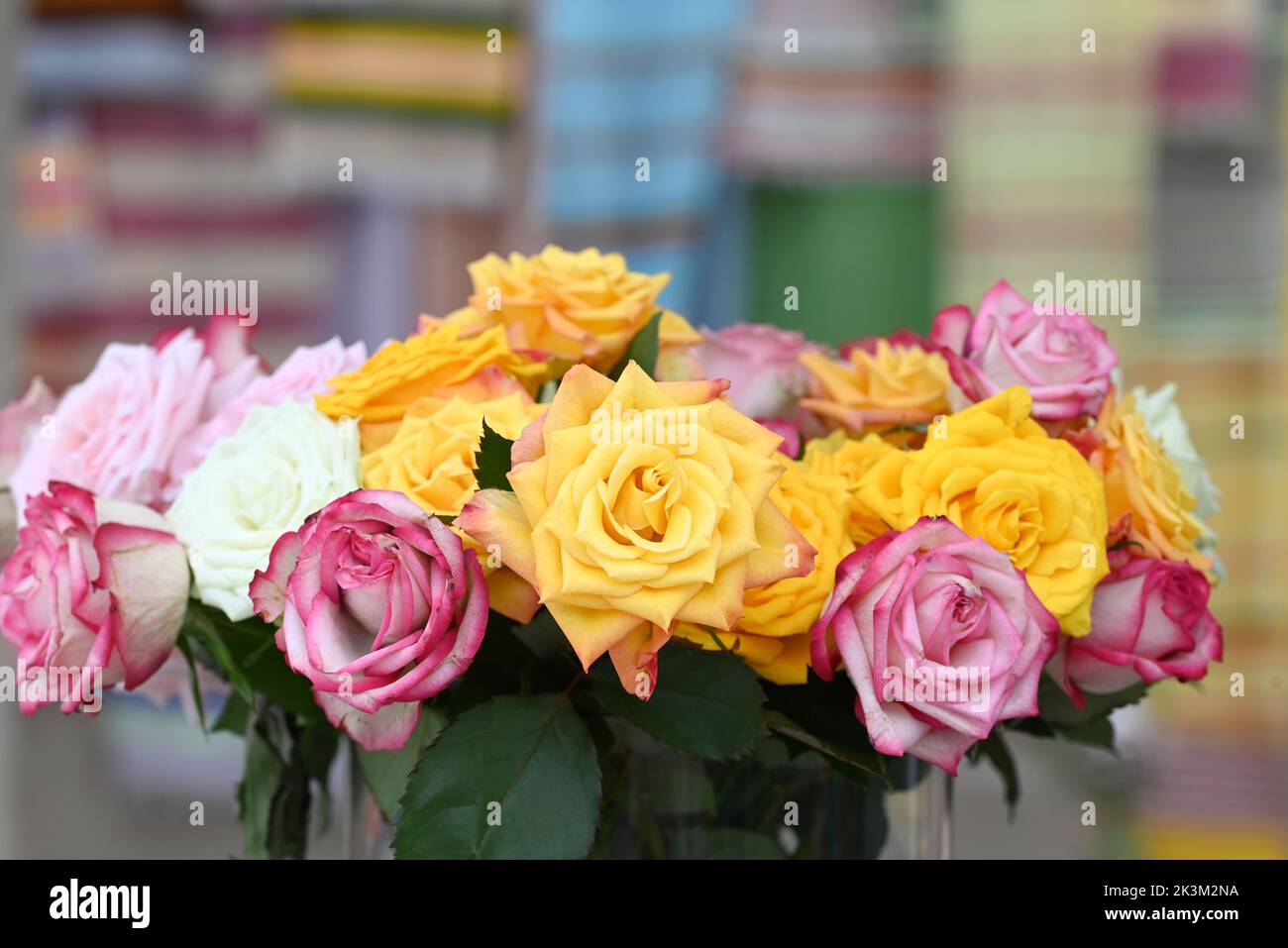 Roses in a variety of mixed colours Stock Photo - Alamy