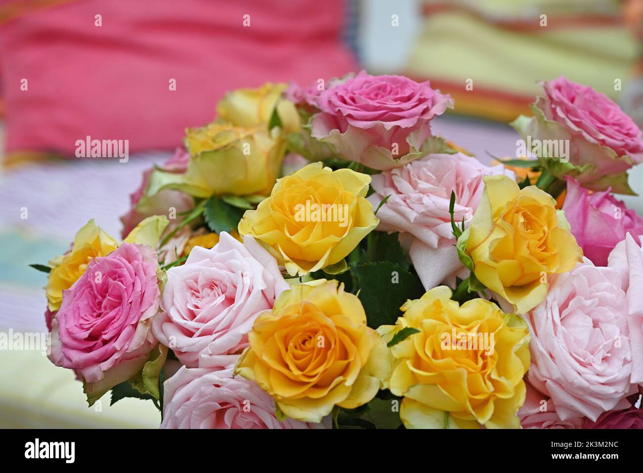Roses in a variety of mixed colours Stock Photo - Alamy