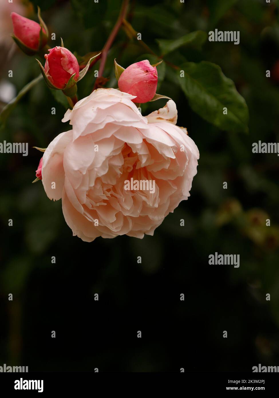 Close up of the repeat flowering English climbing rose The Generous ...