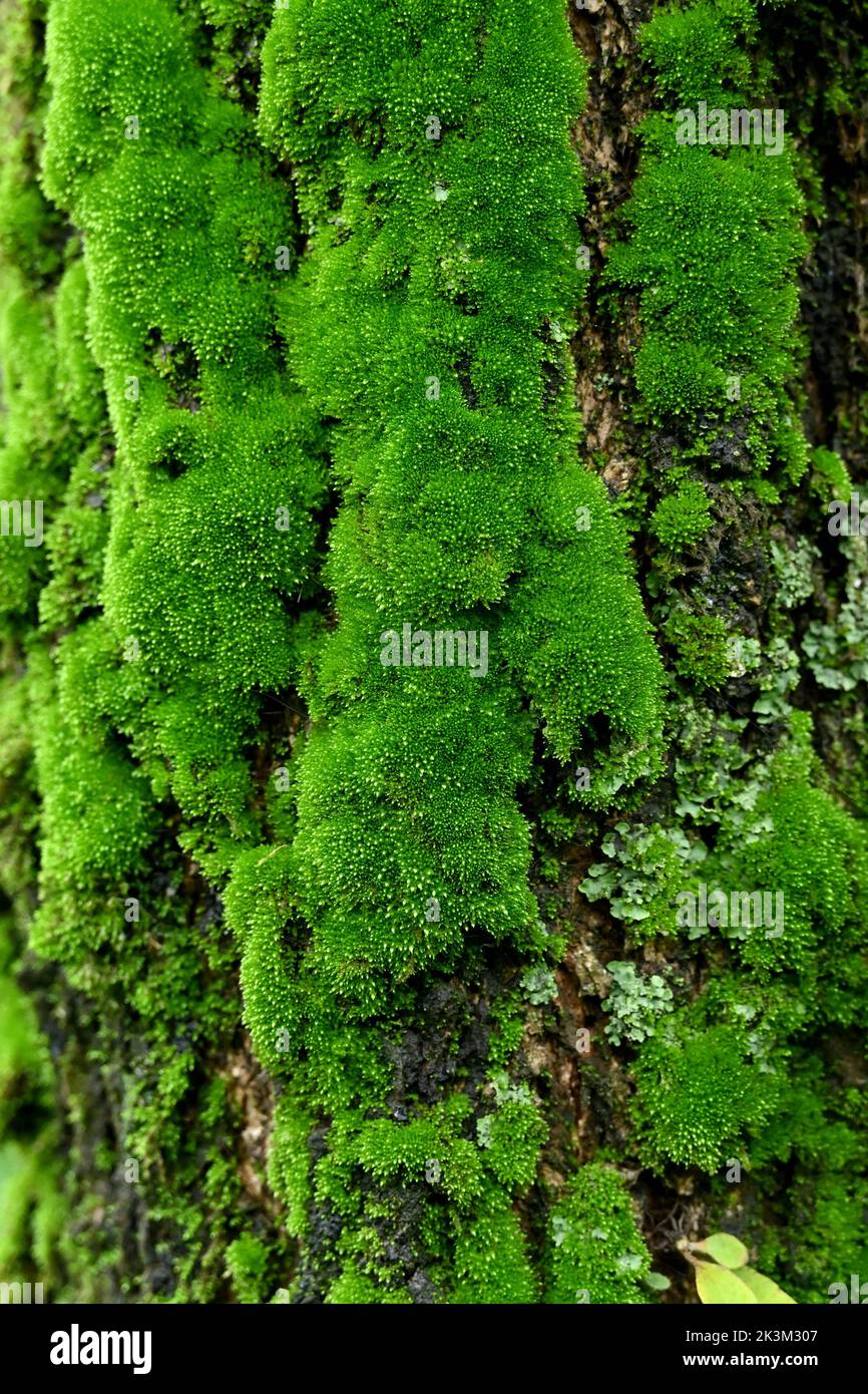 A vertical shot of thick layer of bright green moss covering the tree ...
