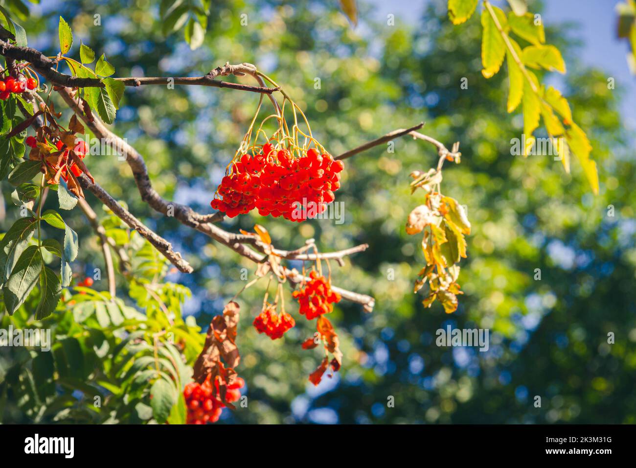 Red berries of rowan. Ripe orange rowan berries close-up grow in ... Red berries of rowan. Ripe orange rowan berries close-up grow in ...