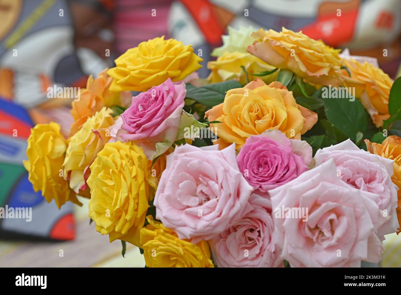 Rose yellow red mix colour hi-res stock photography and images - Alamy