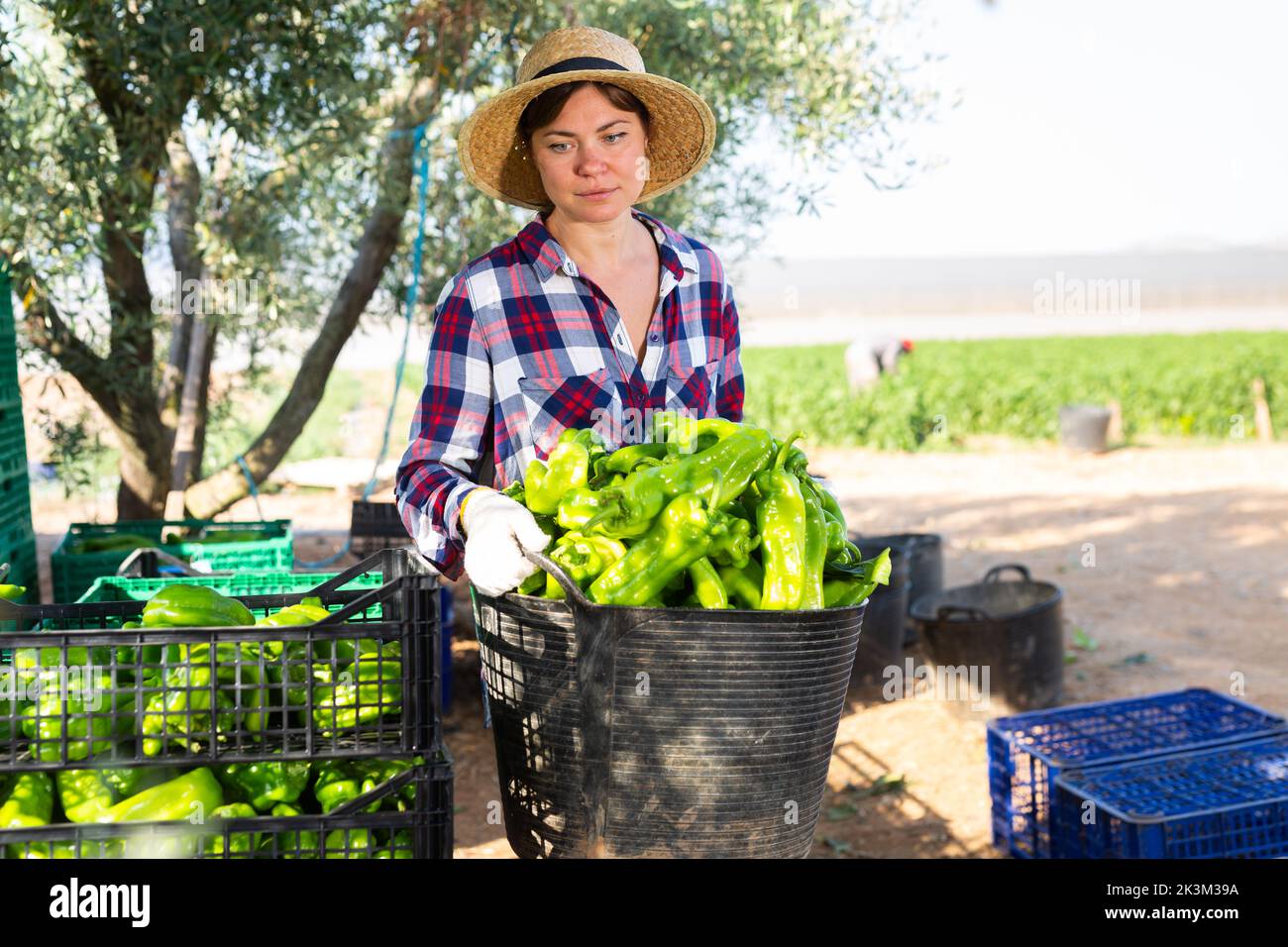 Woman gardener carrying bucket of green pepper outdoors Stock Photo - Alamy