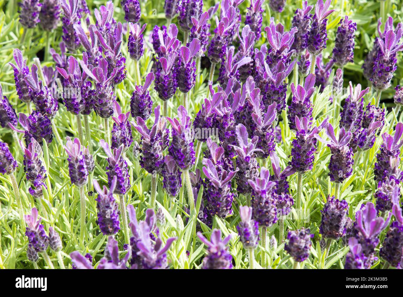 French lavender, Lavendula Stoechas anouk flower, garden flower, UK ...