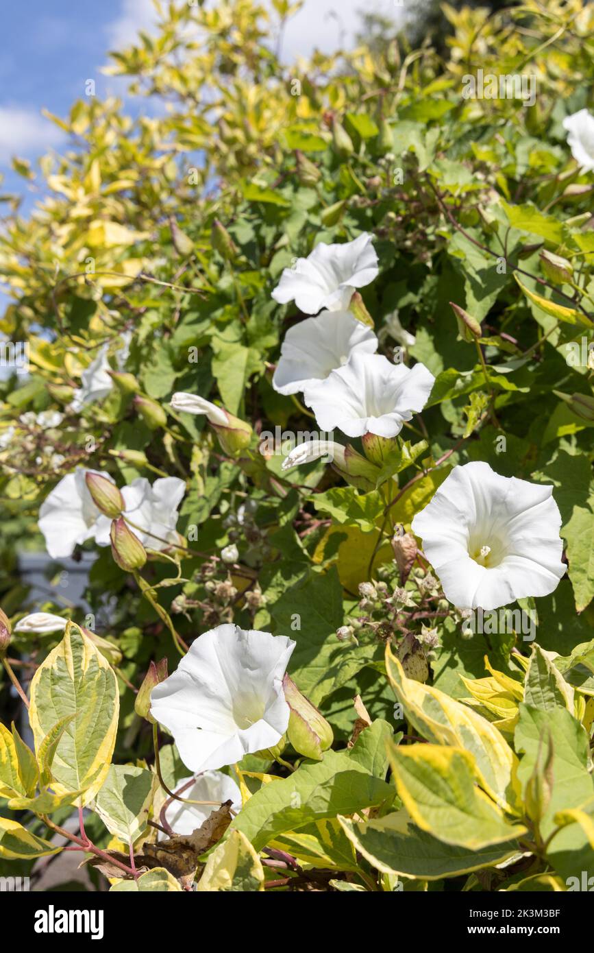 Hedge bindweed or bellbind (Calystegia sepium), in flower in garden ...