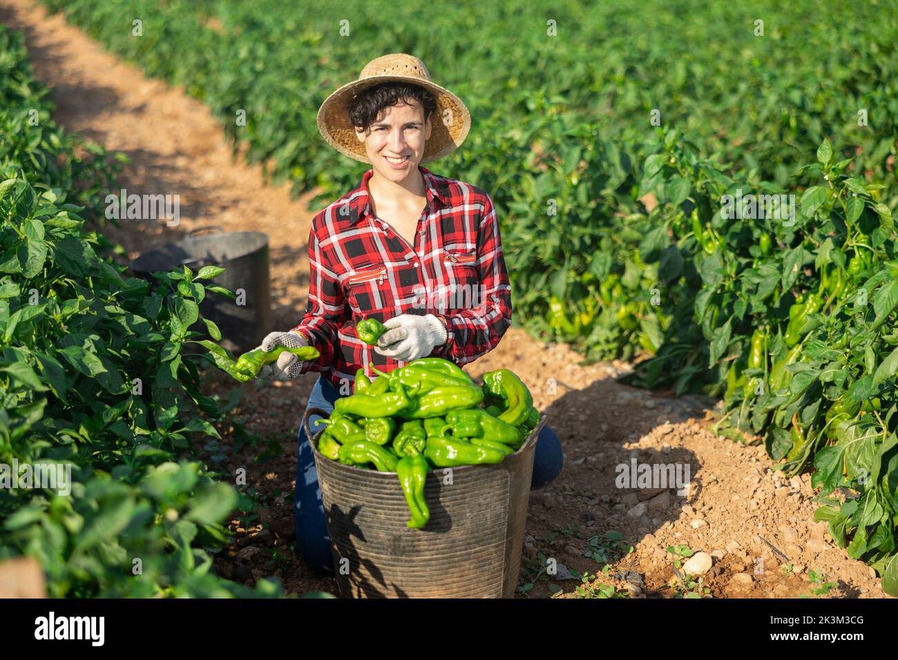 Positive woman harvesting green pepper Stock Photo - Alamy