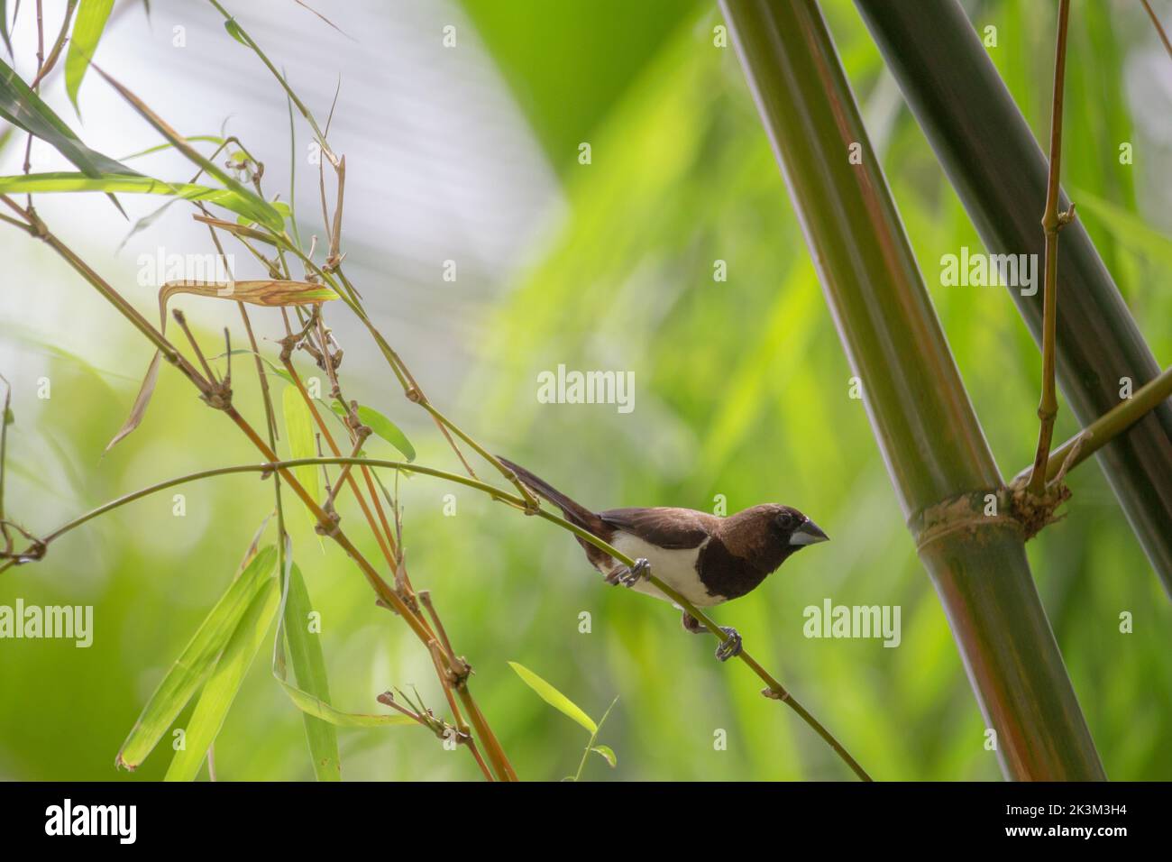 A closeup of a Javan munia, Lonchura leucogastroides Stock Photo - Alamy