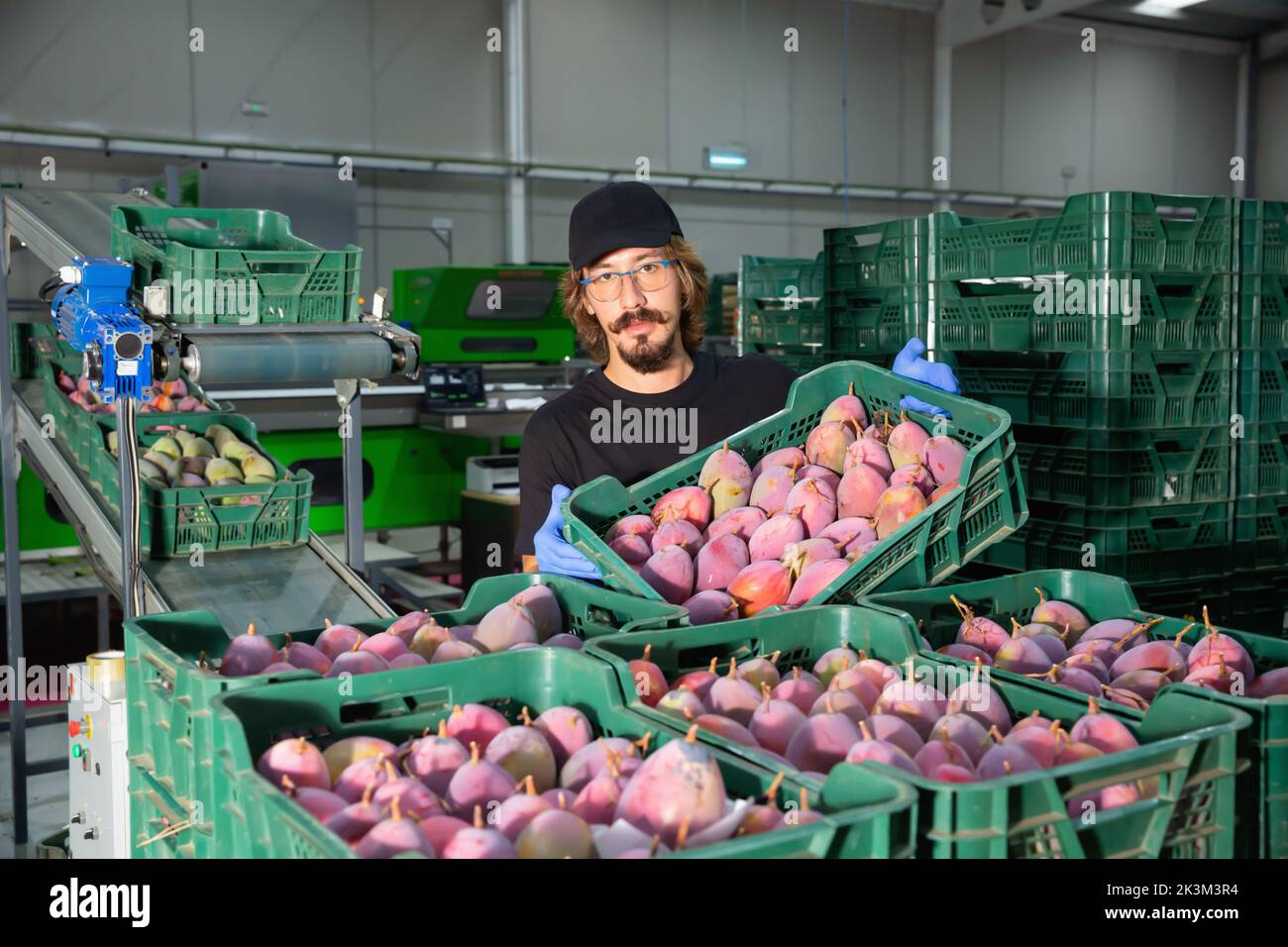 Food factory worker carries boxes of mango fruits at factory Stock ...