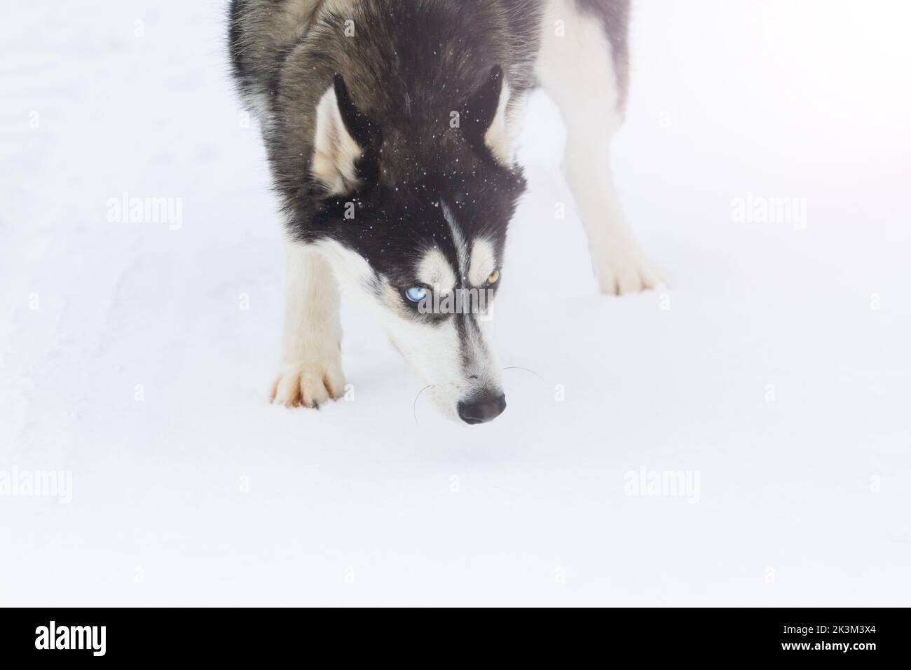 Husky trail hi-res stock photography and images - Alamy