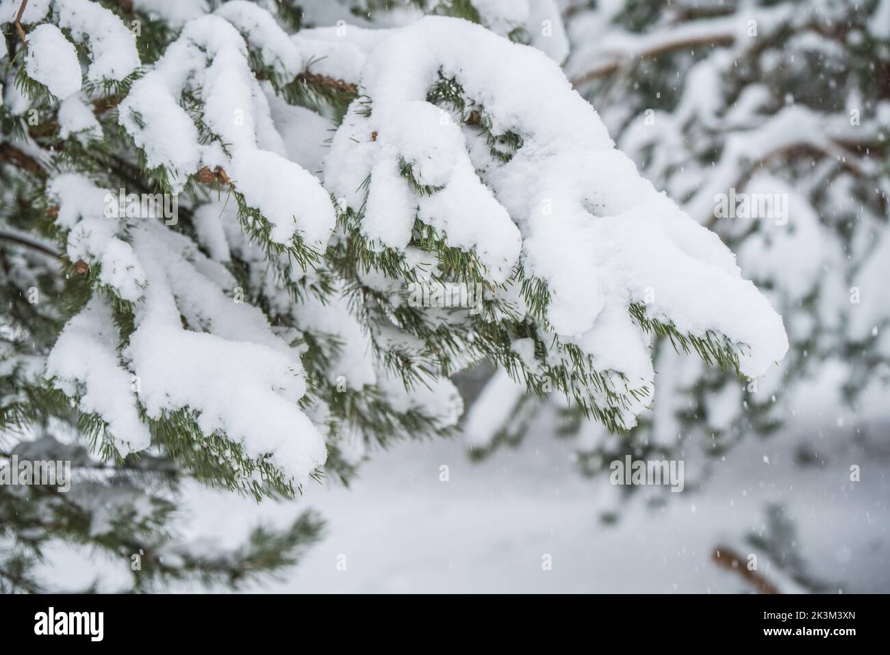 Snow Branches of a fir Christmas tree in the snow in the winter forest ...