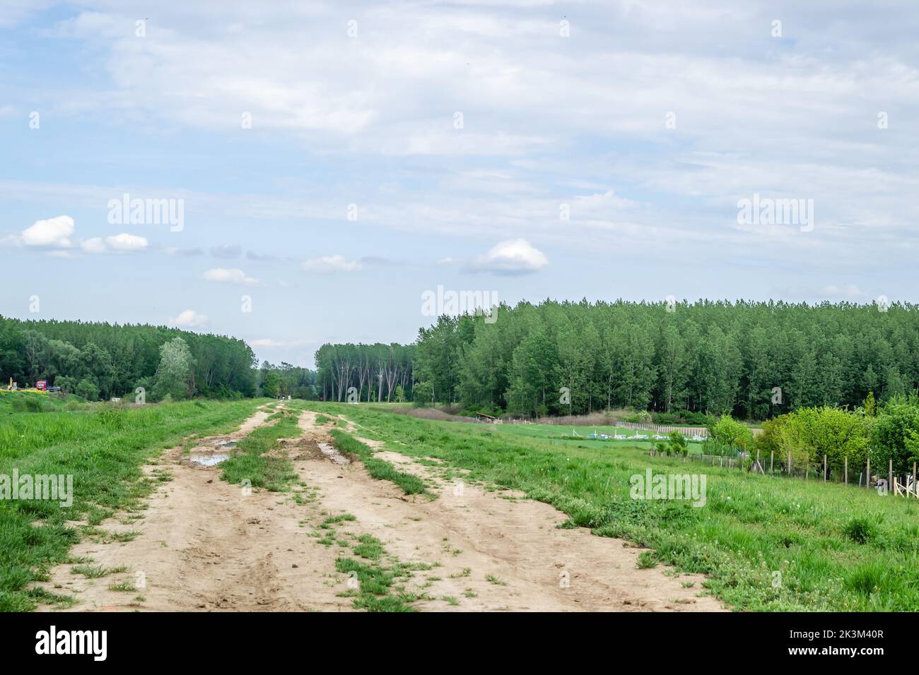 View of the cleared forest. View of the dry dirt road, which leads to ...