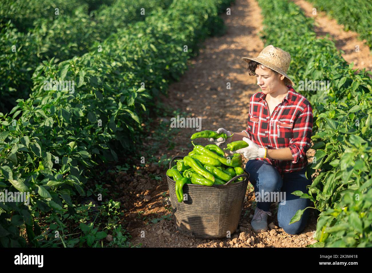 Portrait of woman picking harvest of bell peppers to basket Stock Photo ...