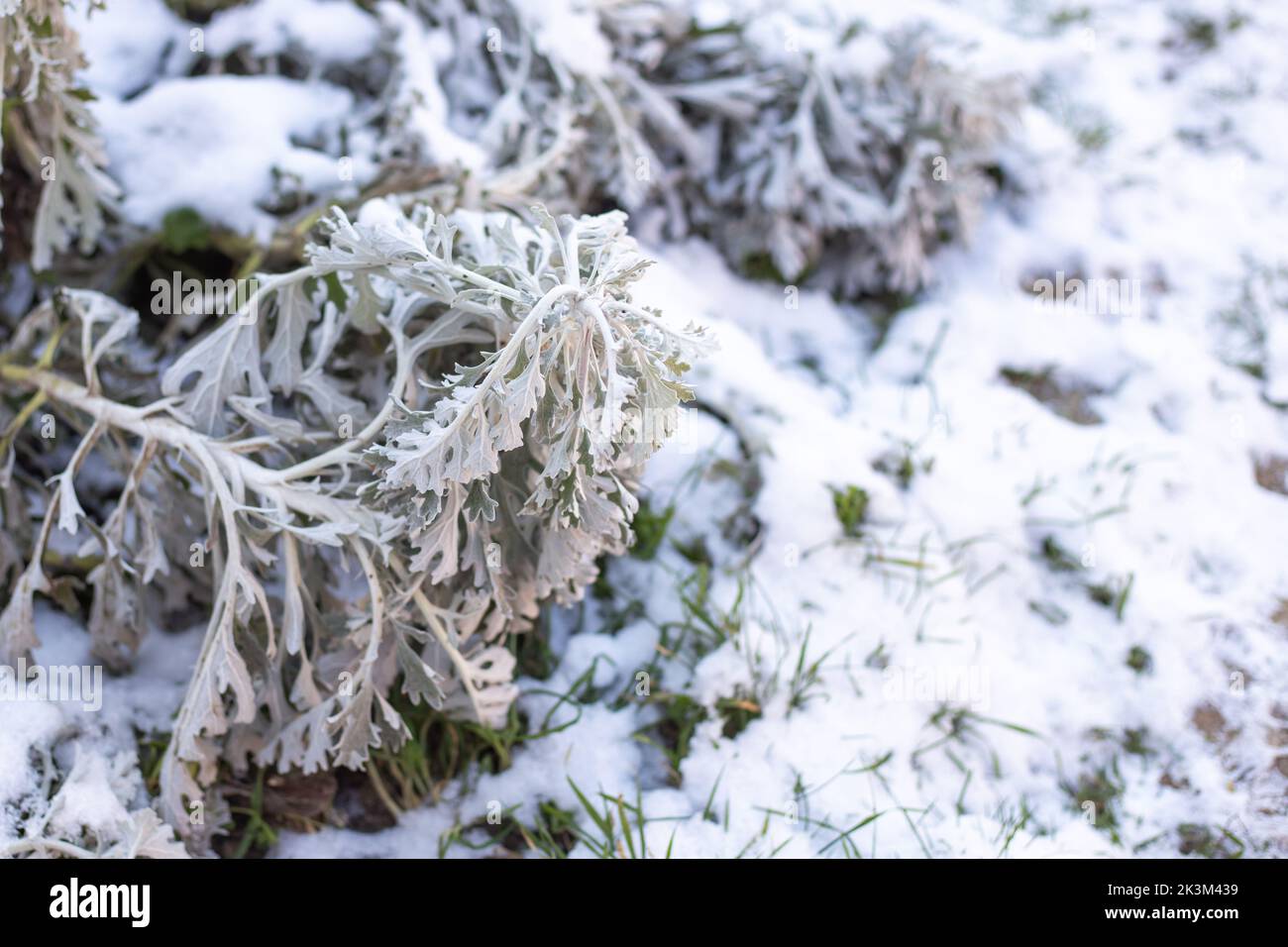 The arrival of winter. White snow covered the ground with green grass ...