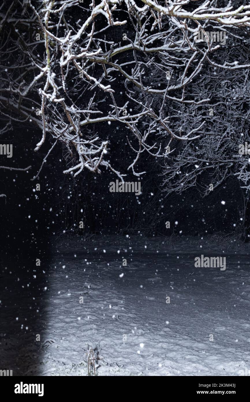 Night winter landscape. It is snowing heavily, the trees and the ground ...