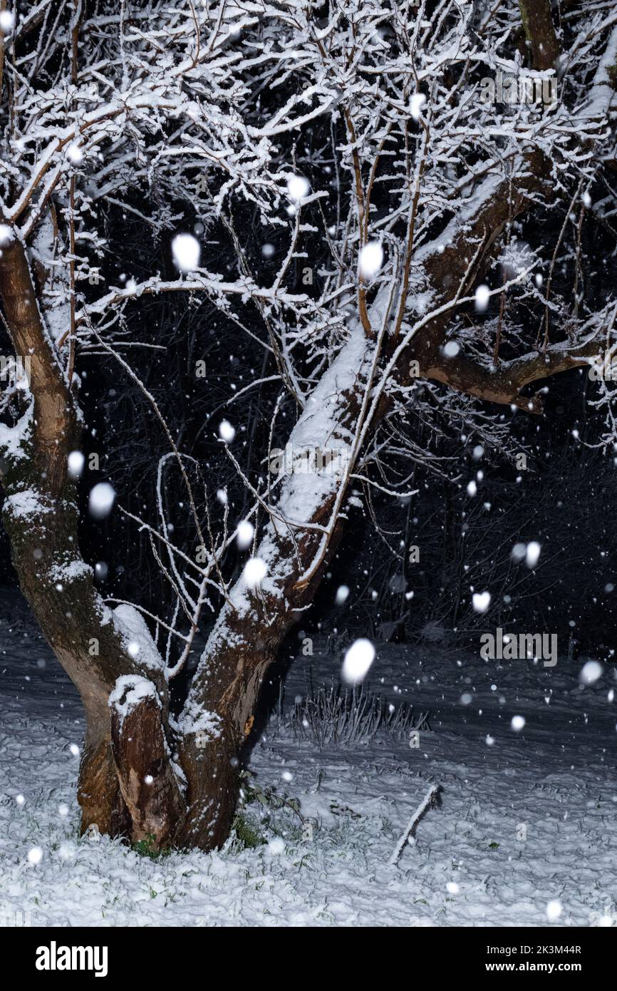Large flakes of snow fall to the ground in the night forest Stock Photo ...