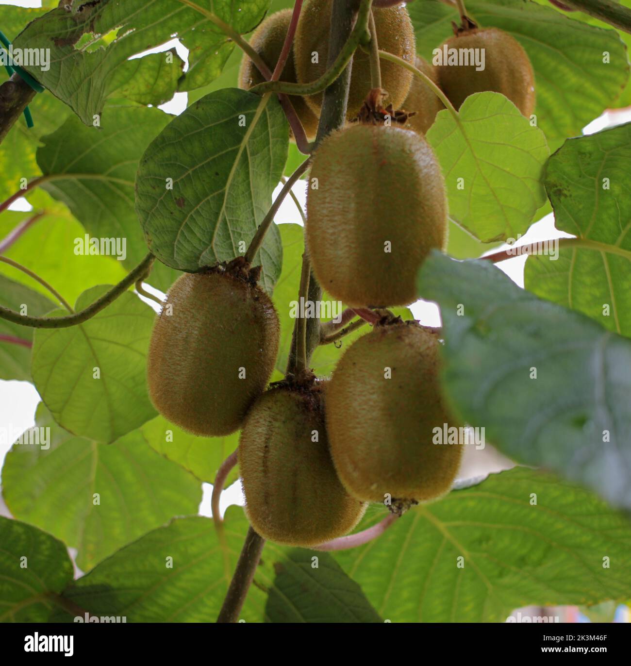 Kiwi fruit growing hi-res stock photography and images - Alamy