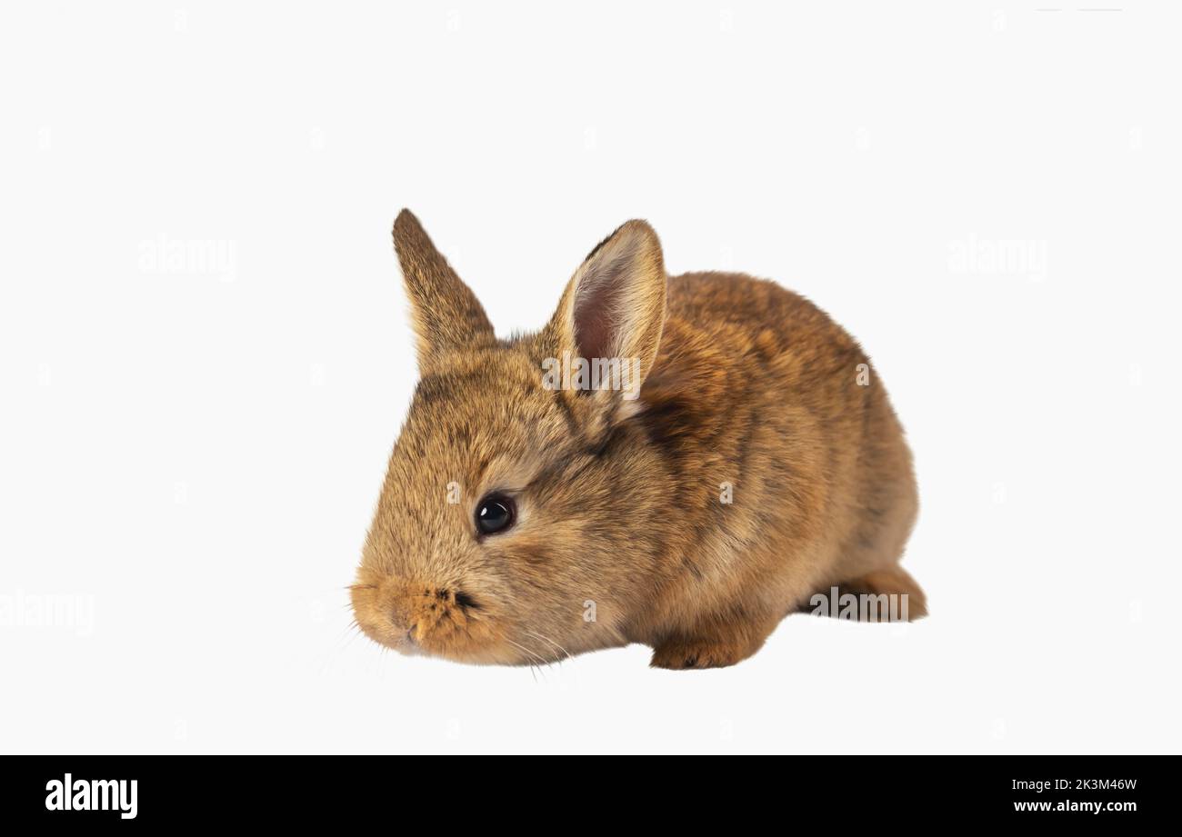 red rabbit isolated on white Stock Photo - Alamy