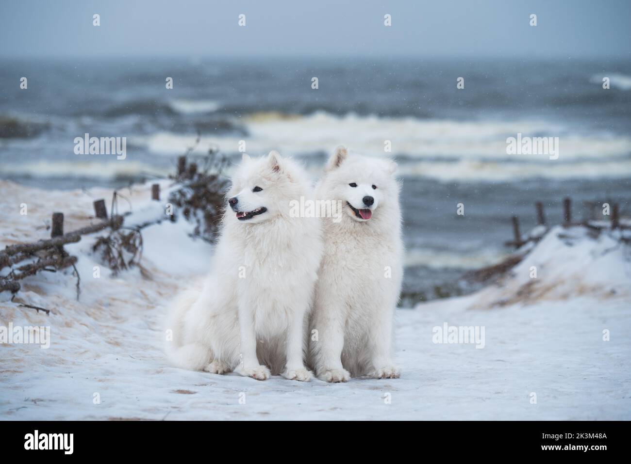 Two Samoyed white dogs are on snow sea beach in Latvia Stock Photo - Alamy