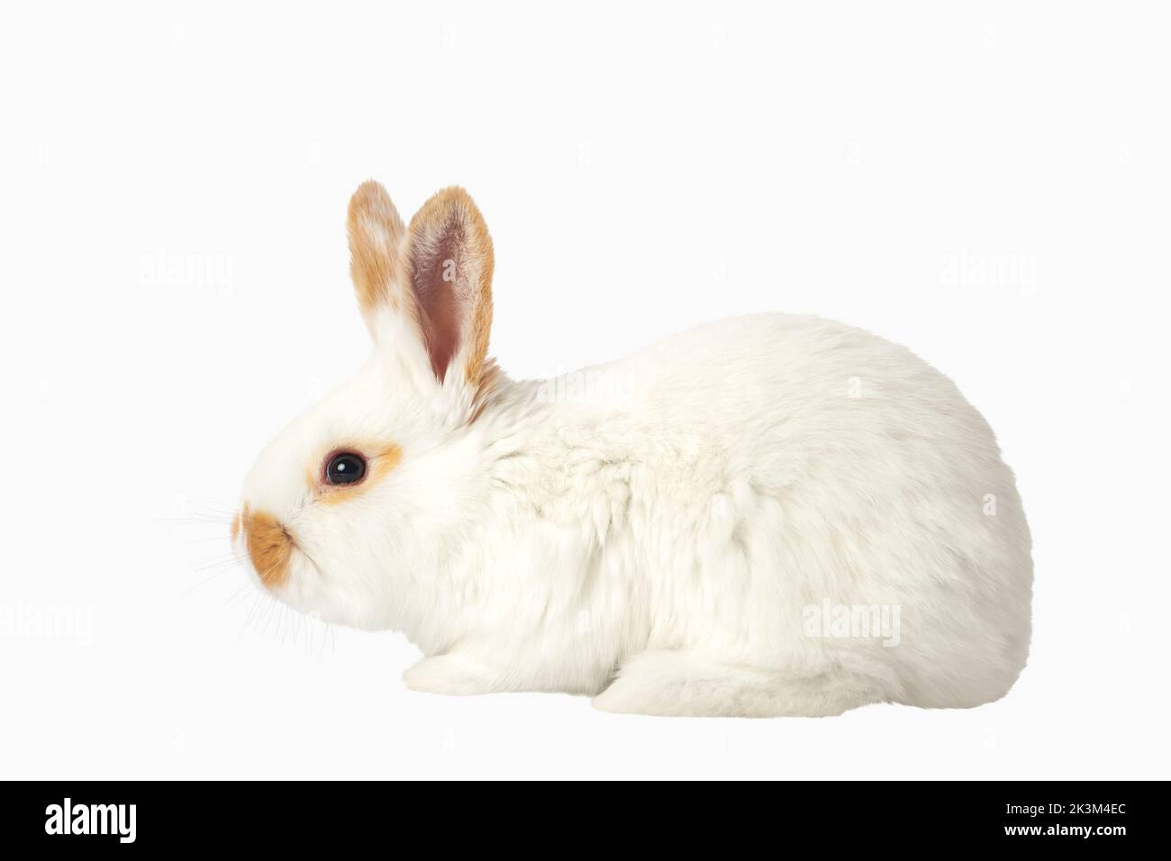 Hare eyes close up Cut Out Stock Images & Pictures - Alamy