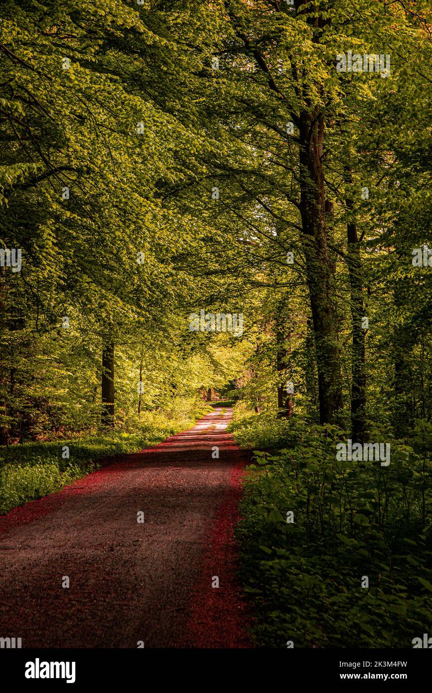 The narrow red sand path through the lush forest, vertical Stock Photo ...