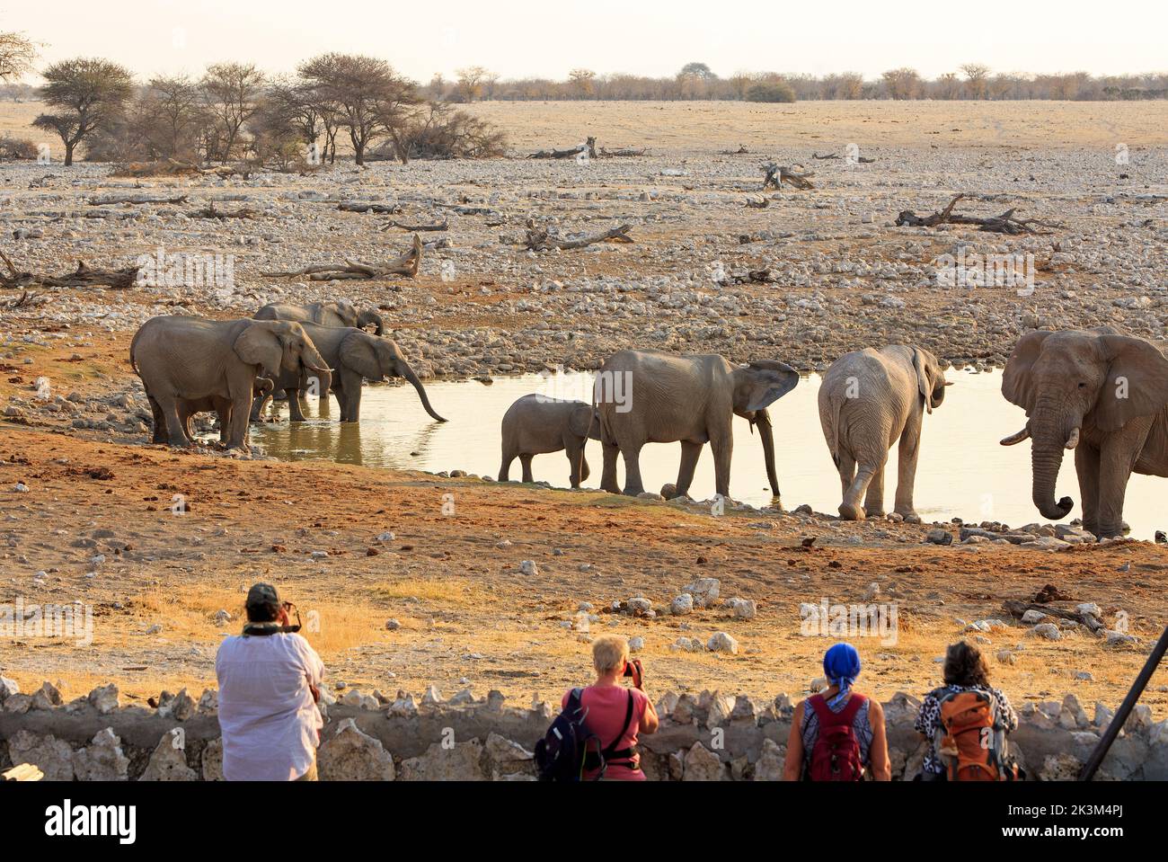 Wildlife in wa hi-res stock photography and images - Alamy