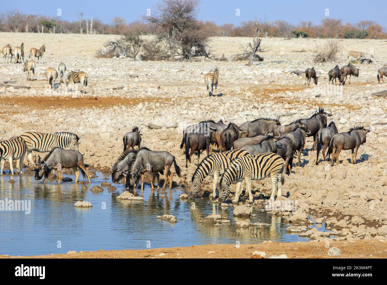 A Huge group of animals including wildebeest, Zebra and Springbok come ...