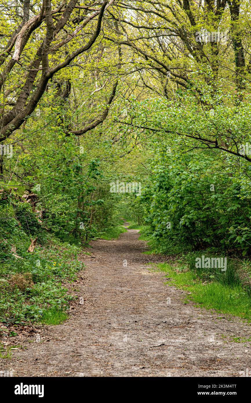 The narrow path through the lush forest, vertical Stock Photo - Alamy