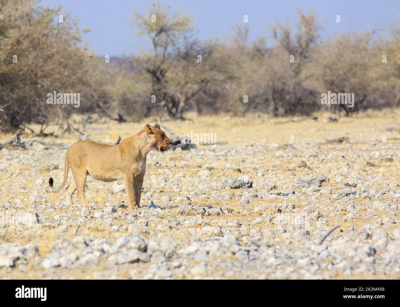 Ombika hi-res stock photography and images - Alamy