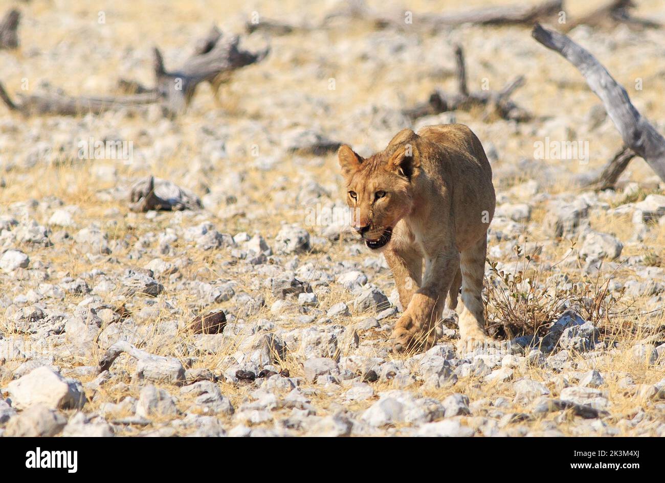 A young Lion Cub walking across the Etosha savannah. He has some blood ...