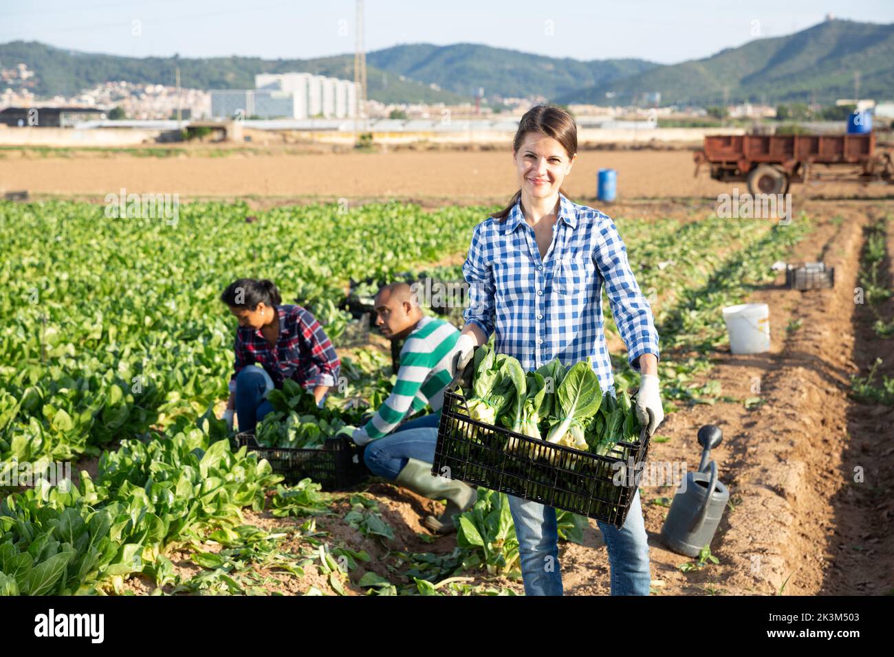 Successful farmer showing rich harvest of green mangold on field Stock ...