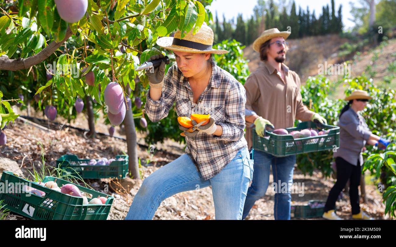 Female worker measure mango sweetness with refractometer Stock Photo ...