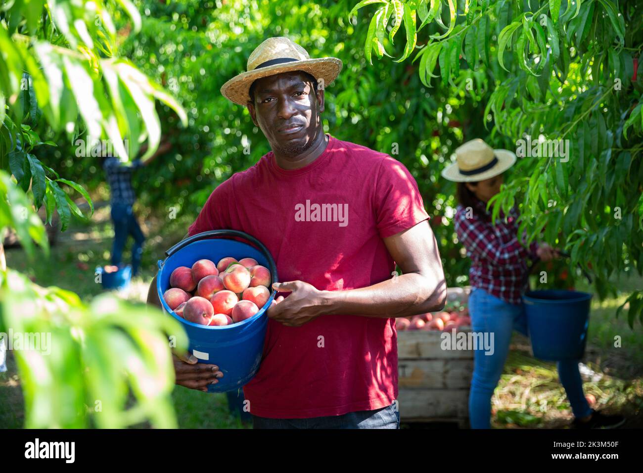 Happy african american farmer with bucket of peaches in the orchard ...