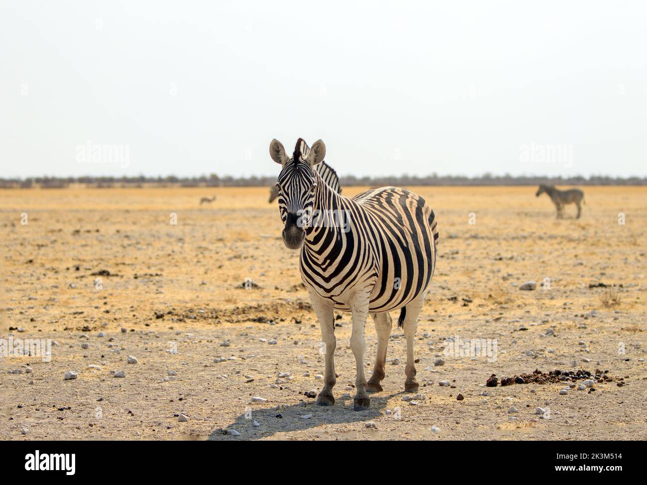 Zebra stands in sand hi-res stock photography and images - Alamy