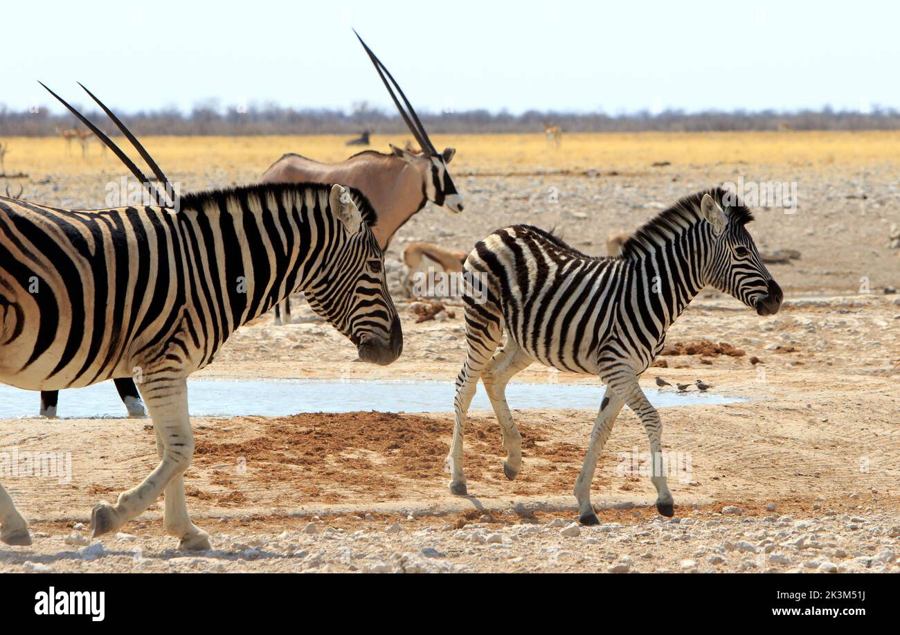 A young fluffy foal zebra with it's Mum at a waterhole in Etosha ...