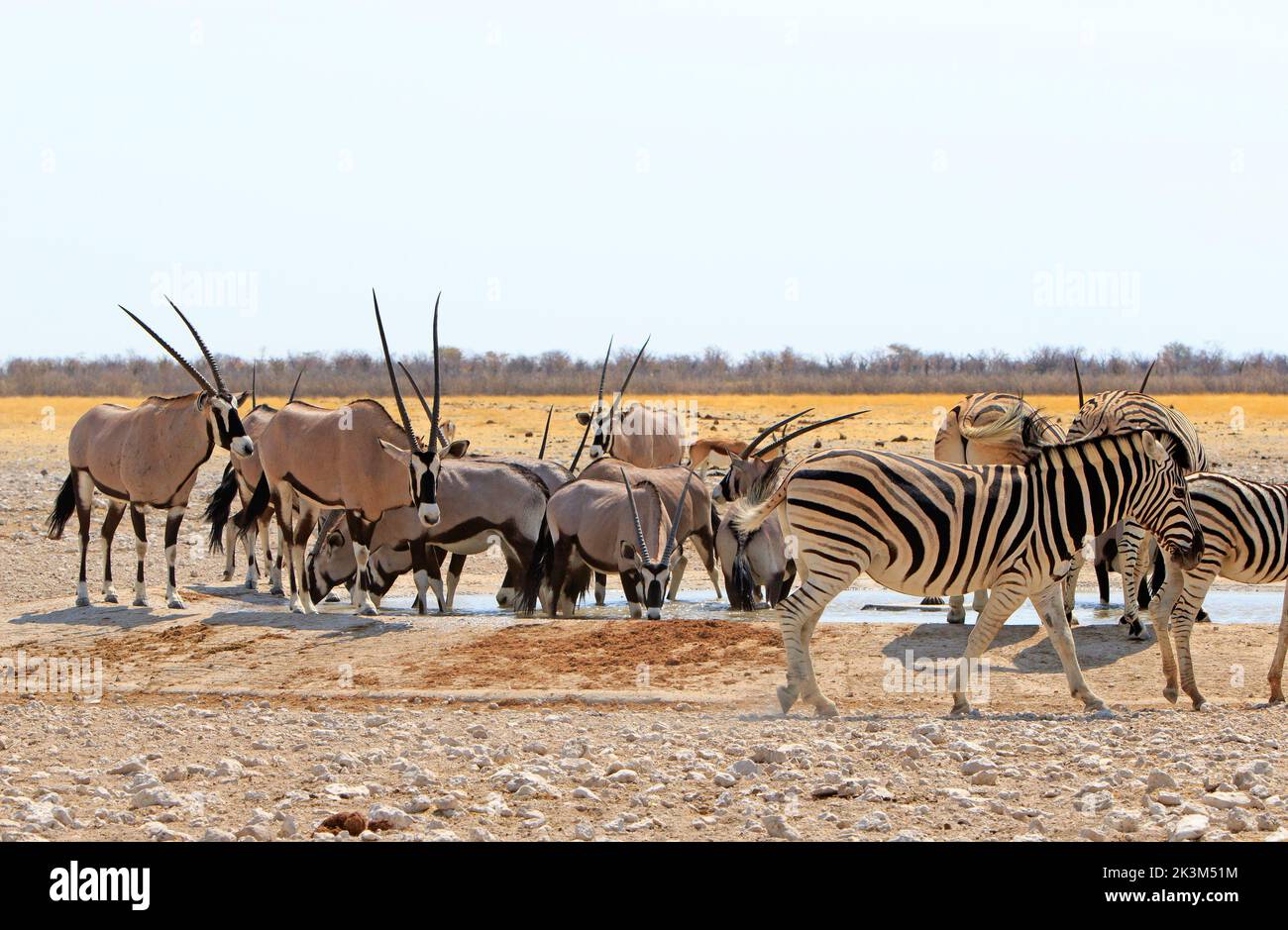 Large herd of Oryx drinkibg at a waterhole, with their straight long ...