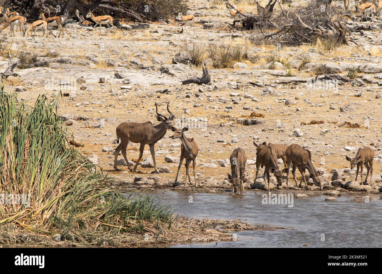 A herd of Greater Kudu drinking at a waterhole, Etosha National Park ...