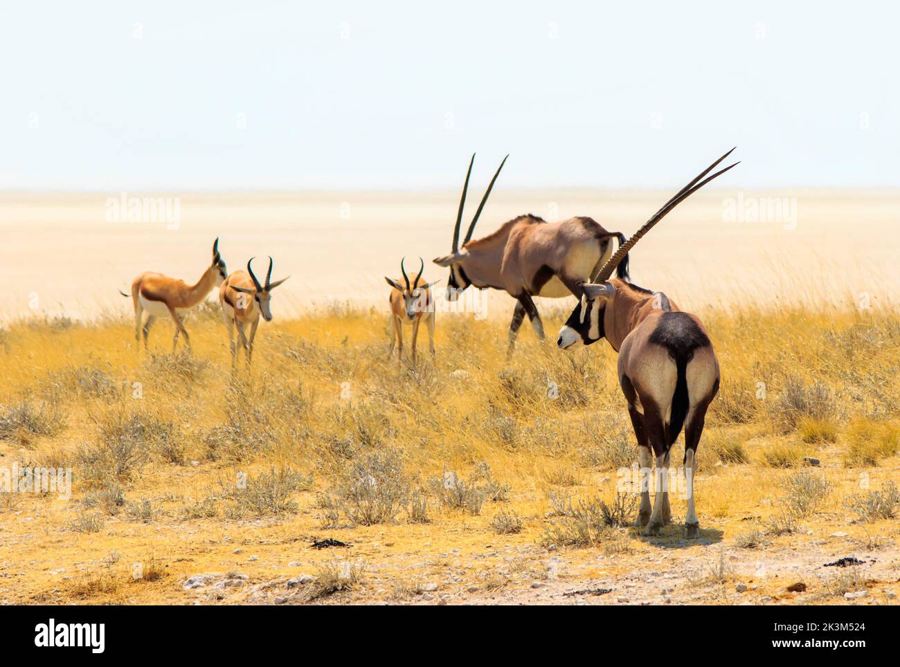 Gemsbok Oryx with out of focus springok in the background - overlooking ...