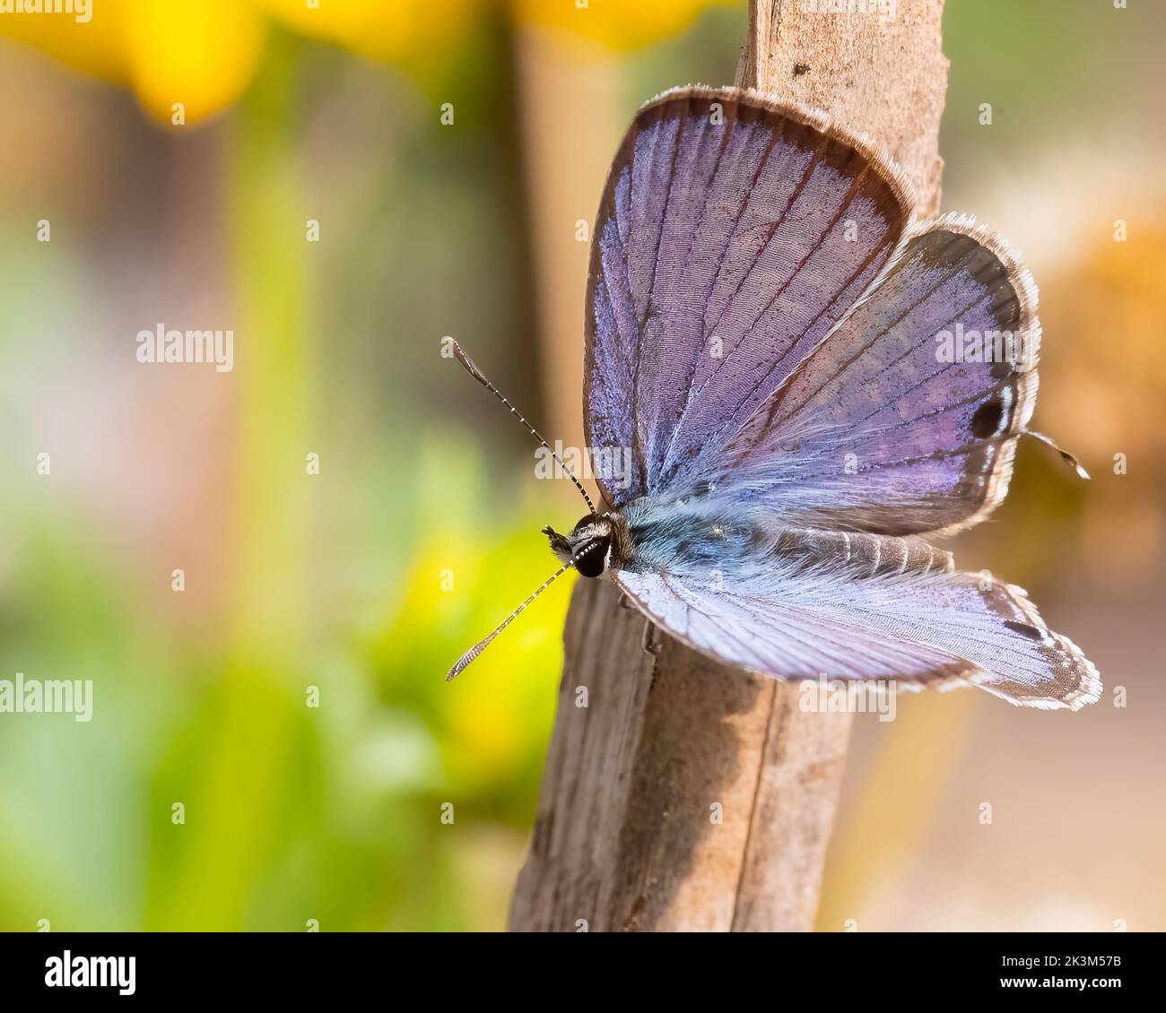 A Eastern tail blue butterfly on dry bamboo Stock Photo - Alamy