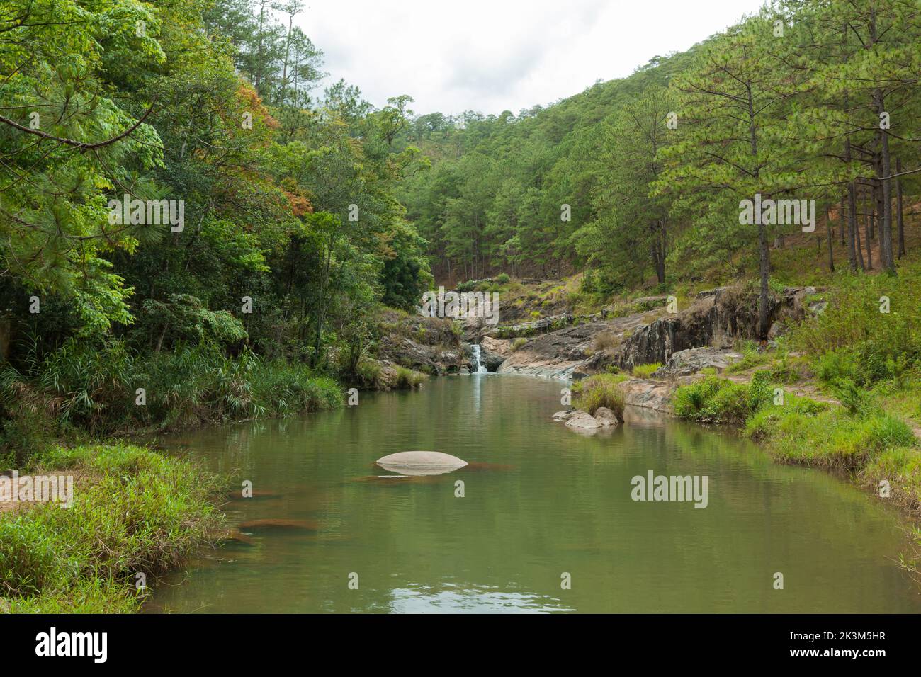 The peaceful beauty of the golden stream and forest in Da Lat, Lam Dong ...
