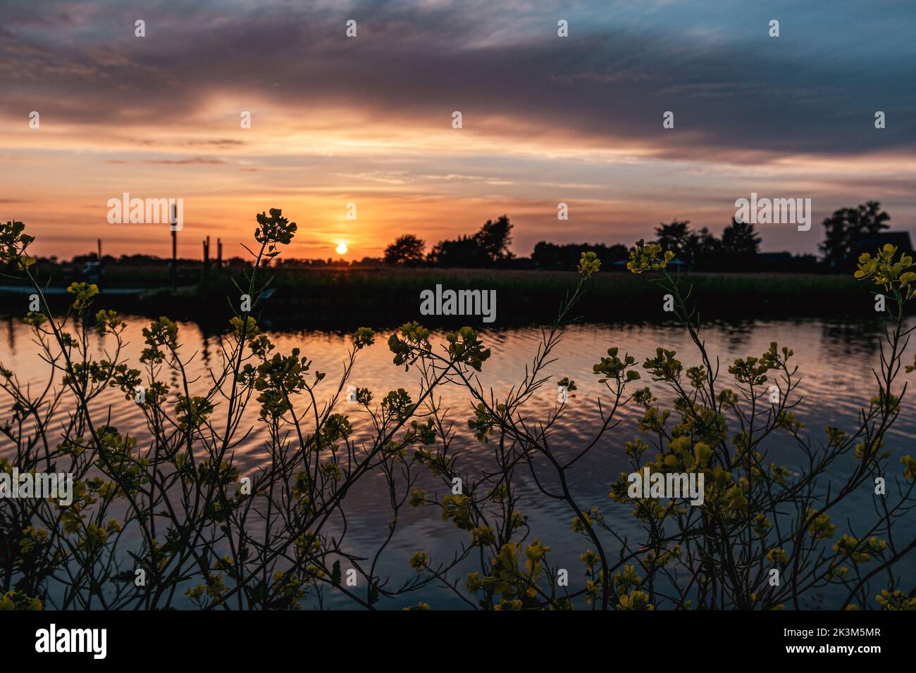 The wildflowers silhouette on the sunset river background Stock Photo ...