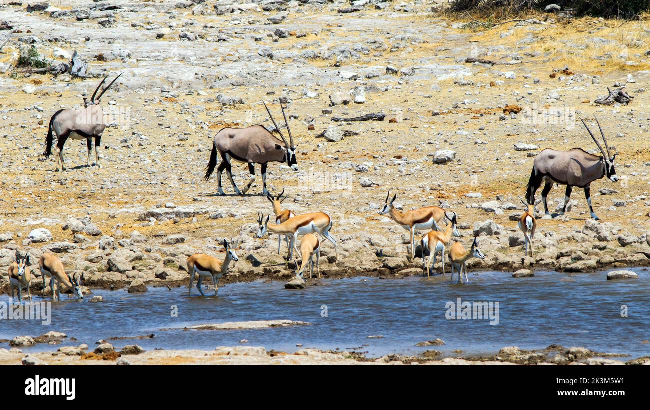 Herd springbok and gemsbok in namibia hi-res stock photography and ...